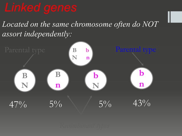 chromosomal basis of inheritance | PPT
