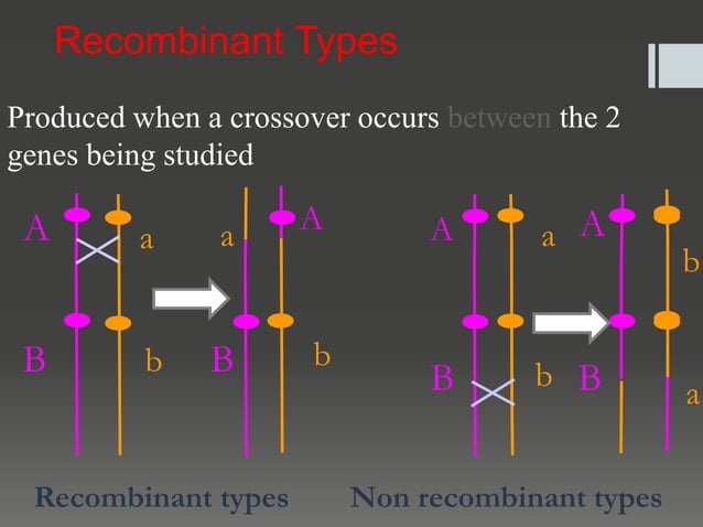 chromosomal basis of inheritance | PPT