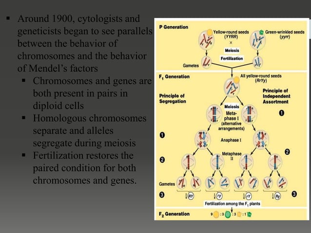 chromosomal basis of inheritance | PPT