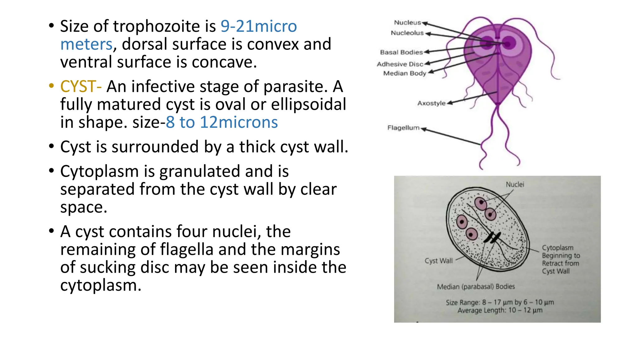 GIARDIASIS -INTRODUCTION,ETIOLOGY, PATHOPHYSIOLOGY, TREATMENT ...