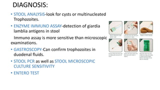 GIARDIASIS -INTRODUCTION,ETIOLOGY, PATHOPHYSIOLOGY, TREATMENT ...