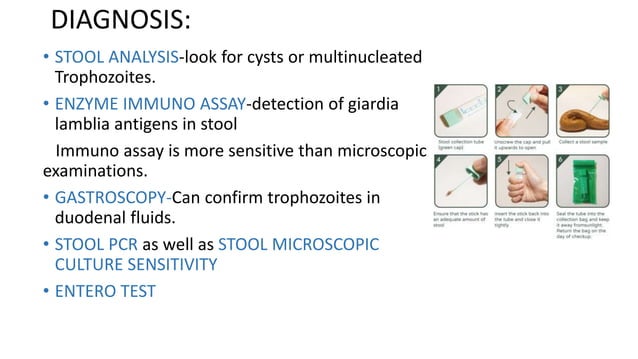 GIARDIASIS -INTRODUCTION,ETIOLOGY, PATHOPHYSIOLOGY, TREATMENT ...