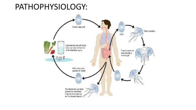 GIARDIASIS -INTRODUCTION,ETIOLOGY, PATHOPHYSIOLOGY, TREATMENT ...