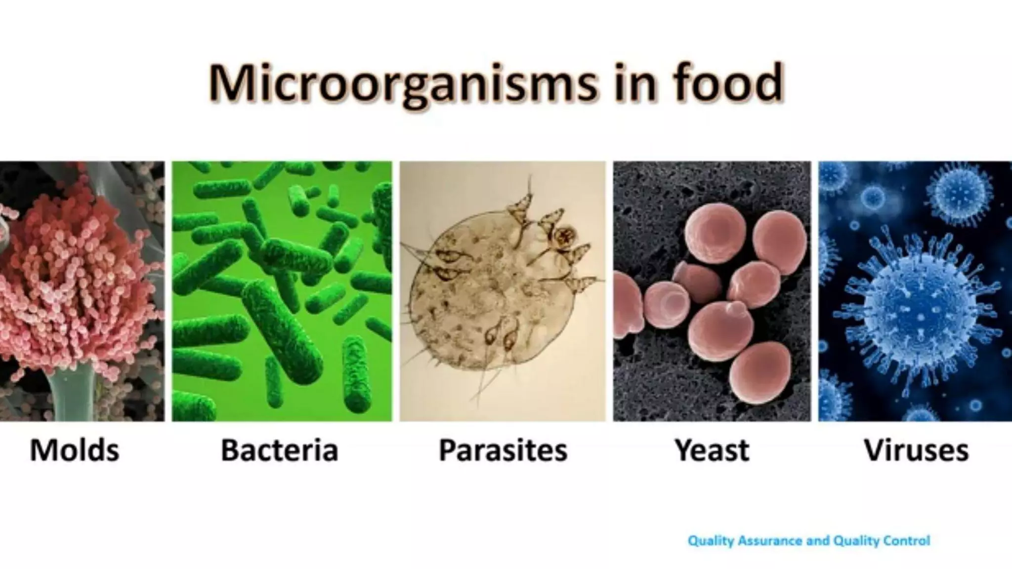 MICROORGANISMS IN FOOD | PPTX