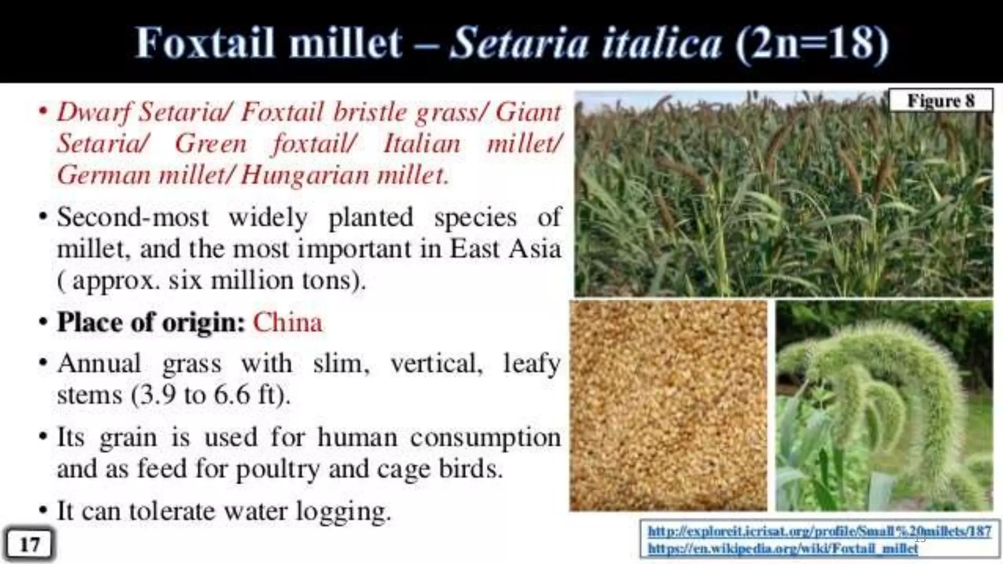 BREEDING FOR MINOR MILLETS | PPTX