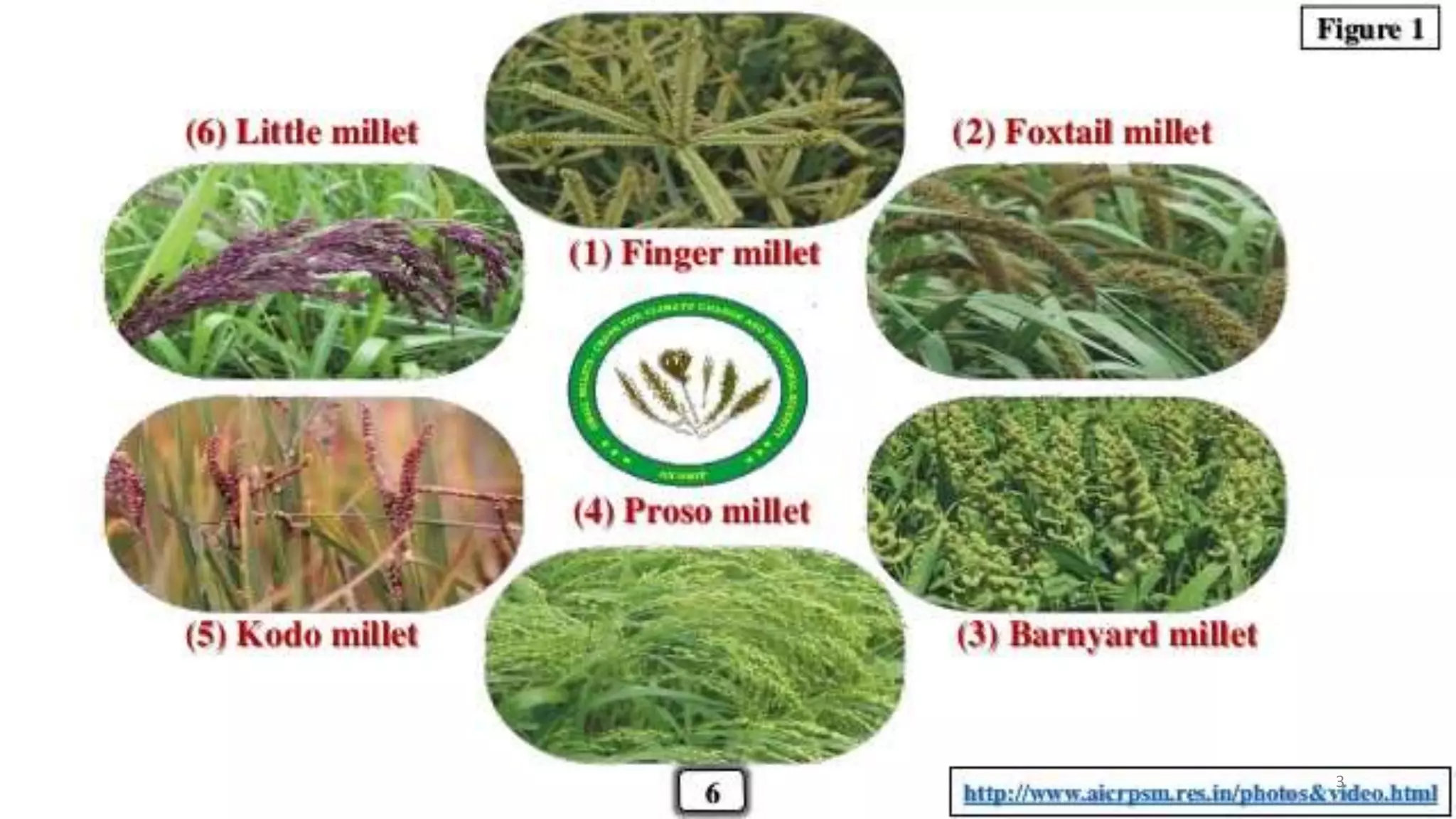 BREEDING FOR MINOR MILLETS | PPTX