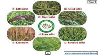 BREEDING FOR MINOR MILLETS | PPTX