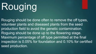 BREEDING FOR MINOR MILLETS | PPTX
