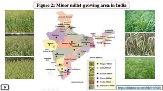 BREEDING FOR MINOR MILLETS | PPTX