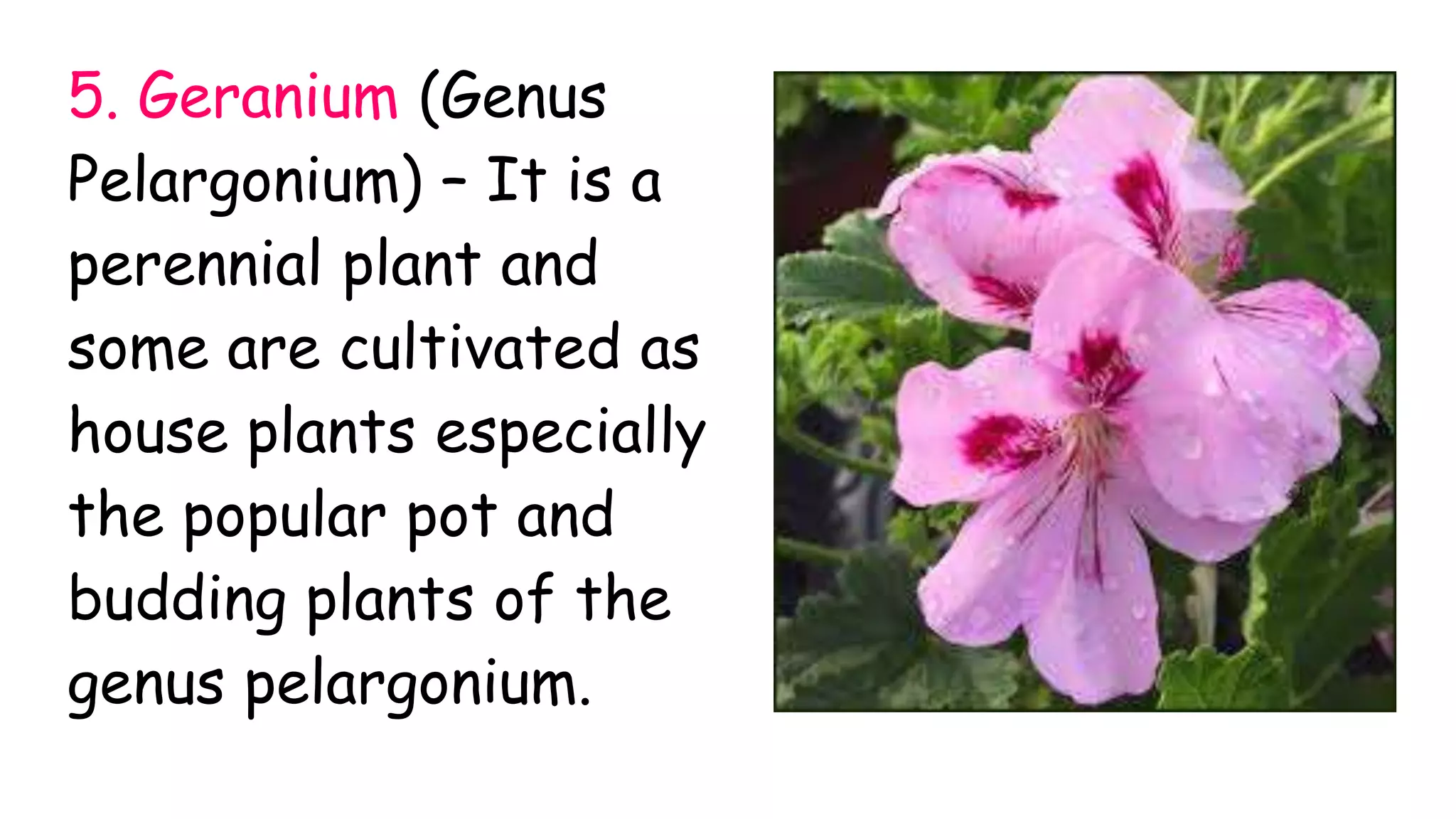 Presentation Grade 4.pptx