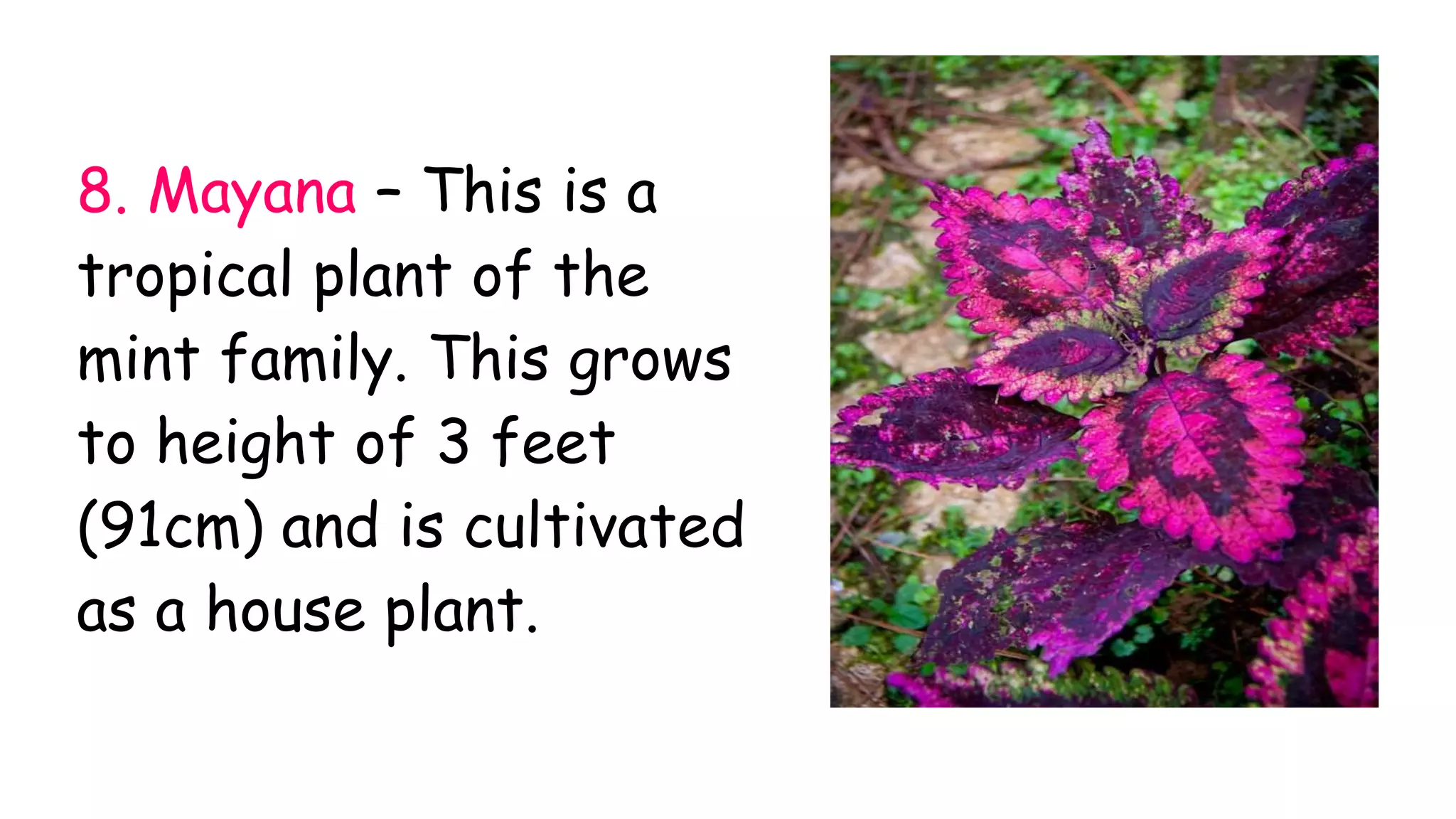 Presentation Grade 4.pptx