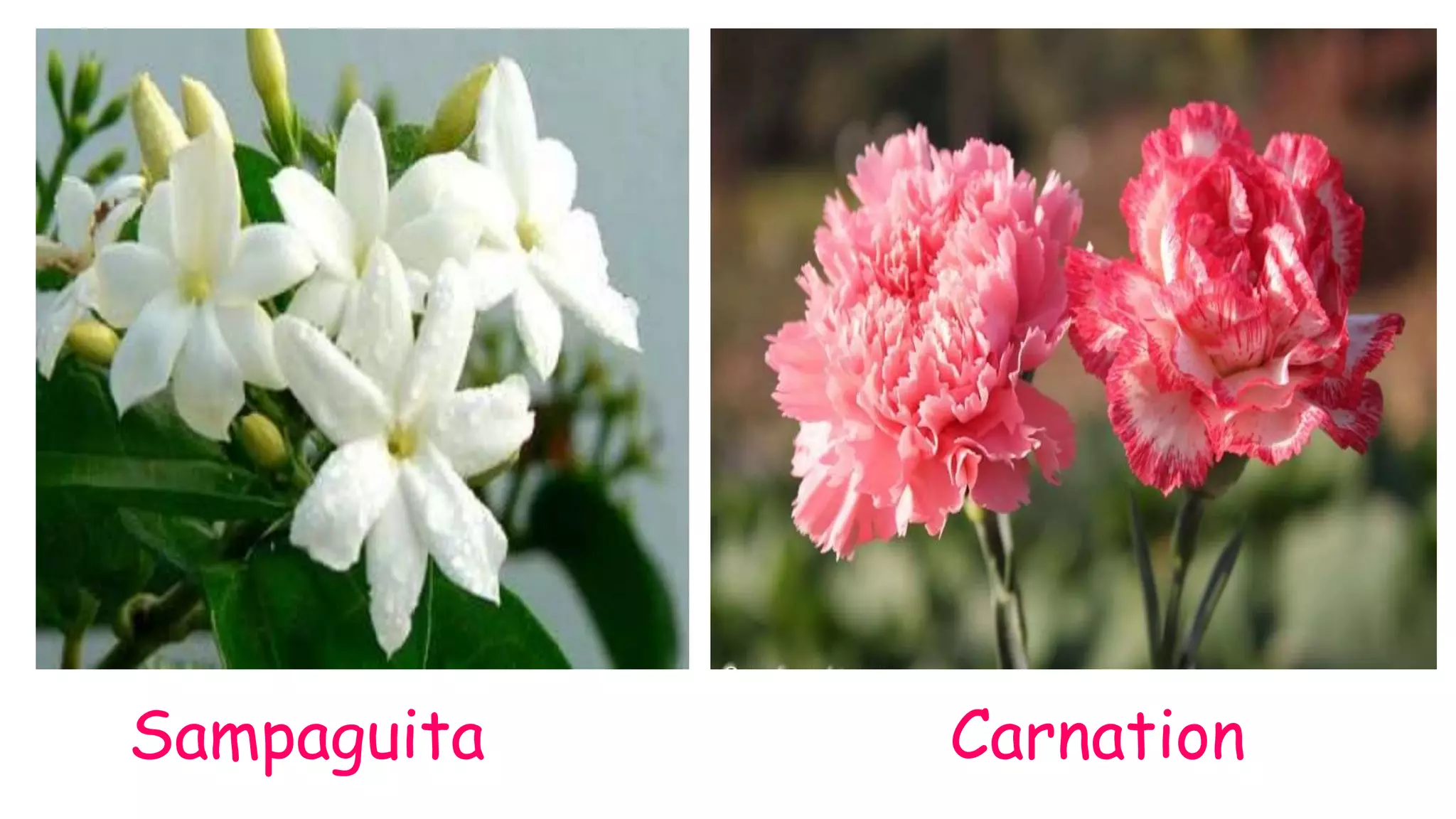 Presentation Grade 4.pptx