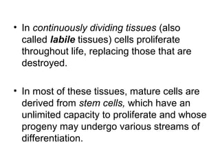 Stem Cell | PPT