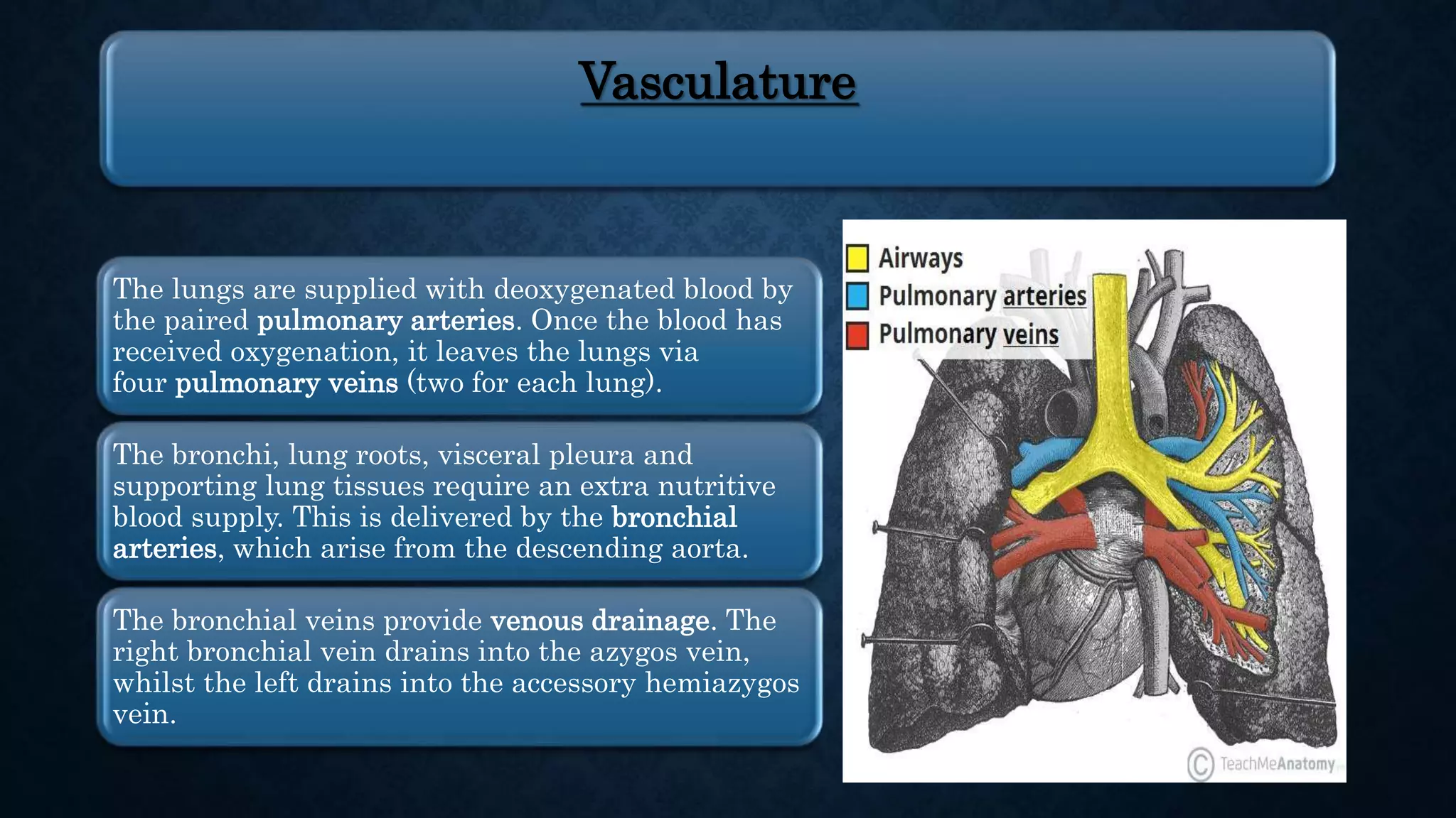 LUNGS ANATOMY | PPTX