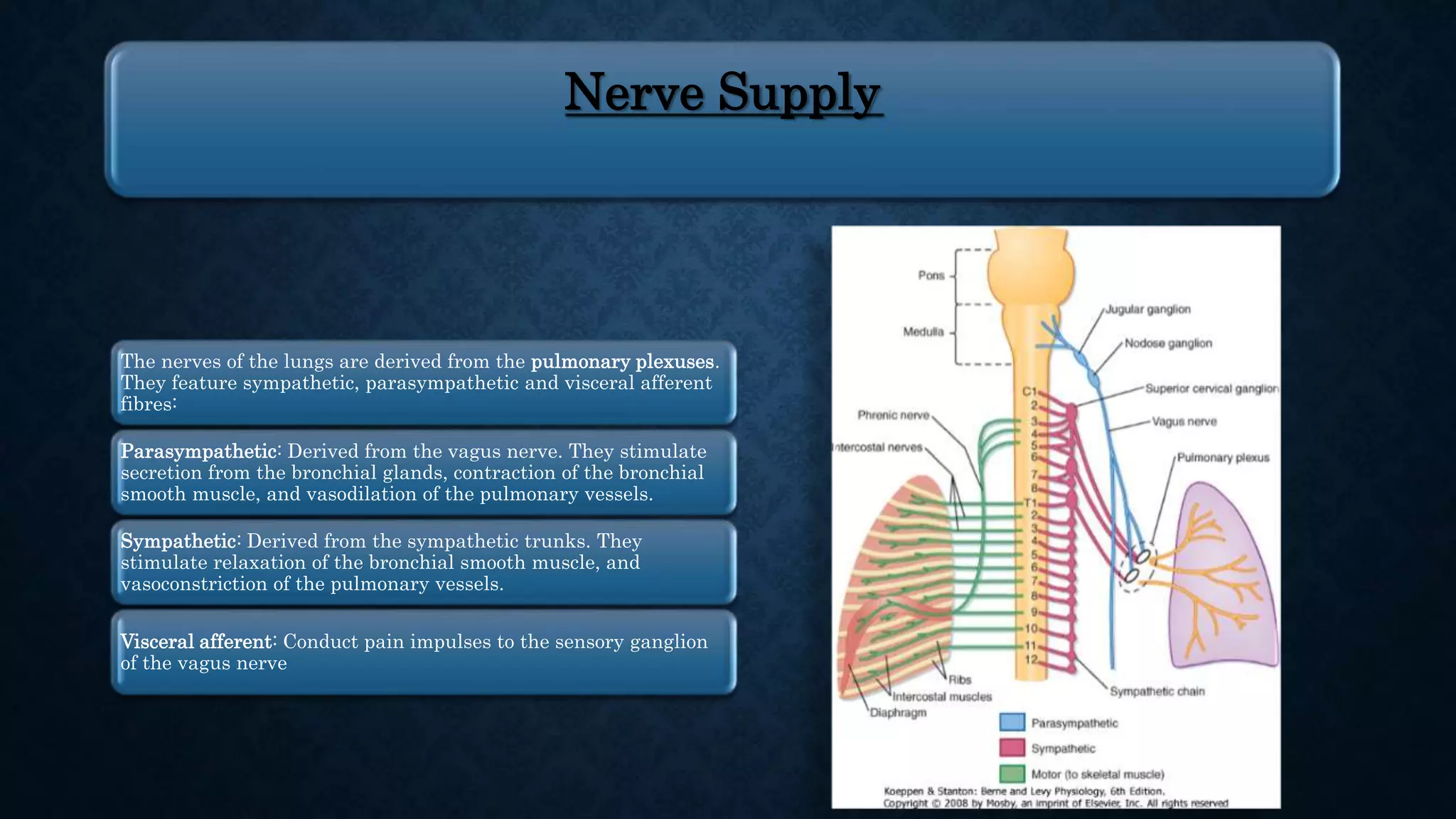 LUNGS ANATOMY | PPTX
