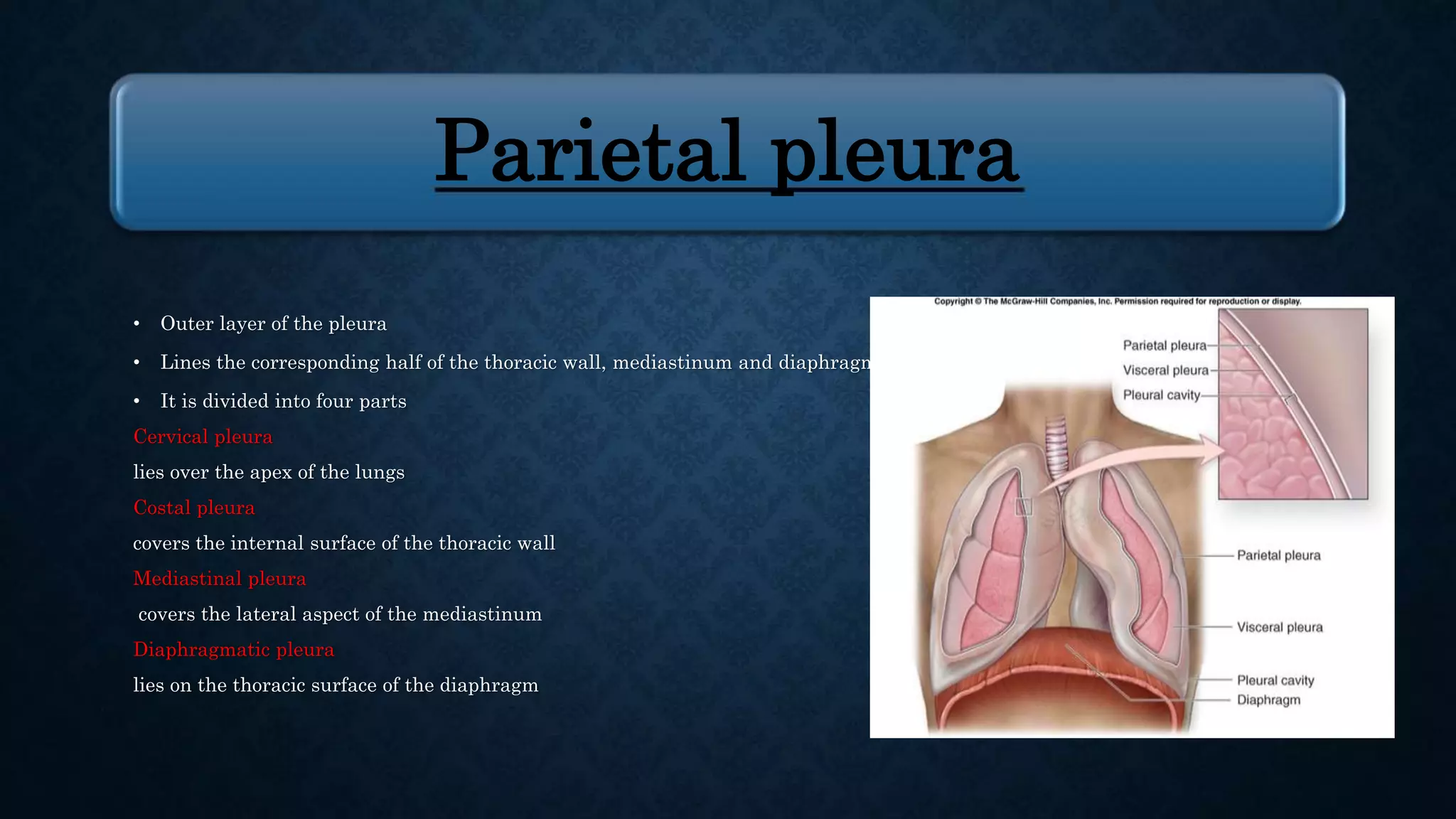 LUNGS ANATOMY | PPTX