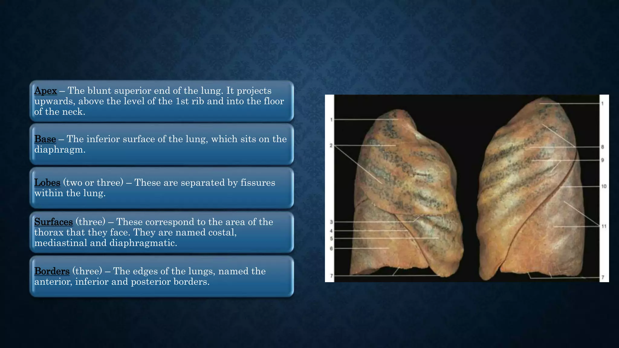 LUNGS ANATOMY | PPTX