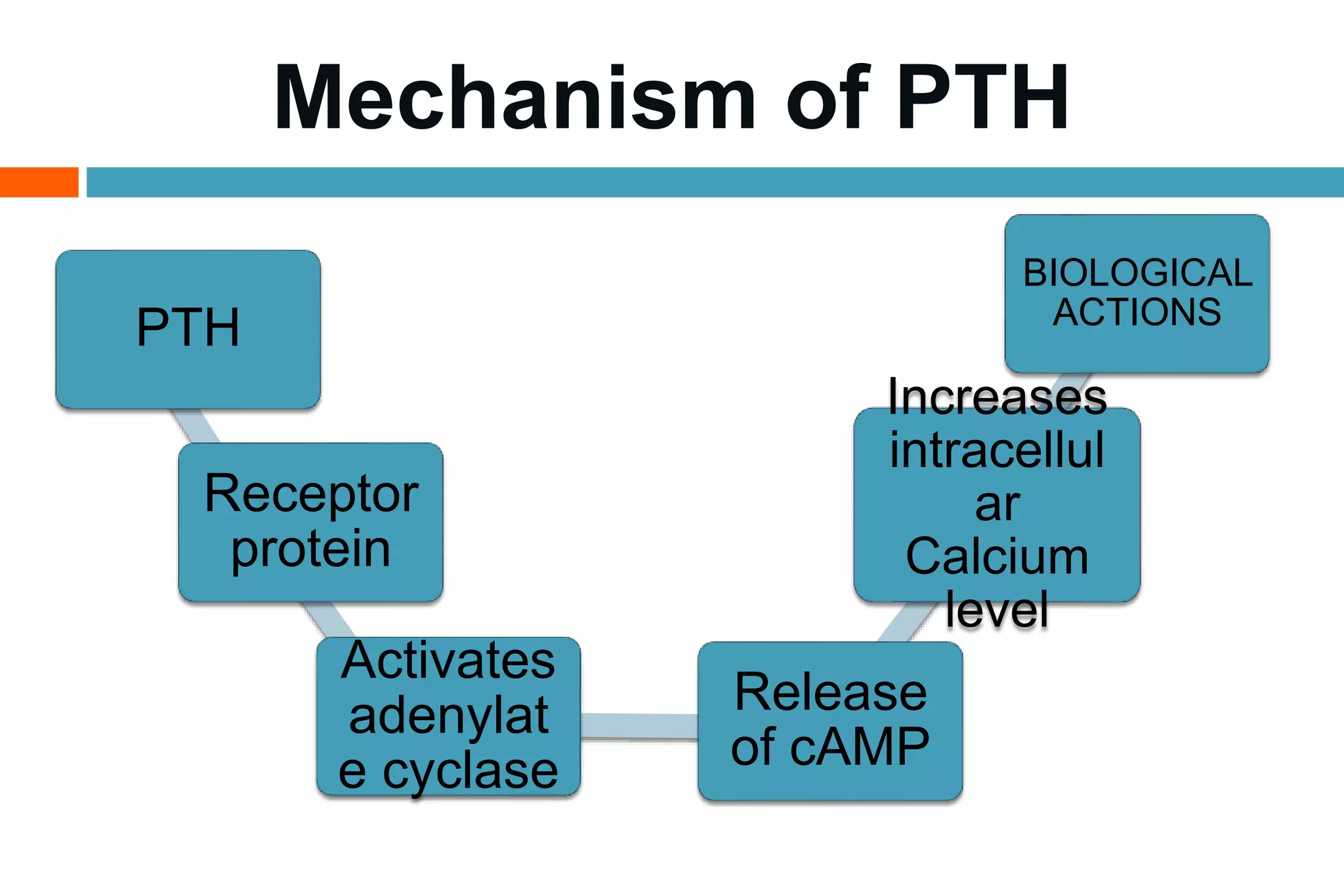 Role of PTH , Calcitonin , Calcitriol in Regulation of Plasma-Calcium ...