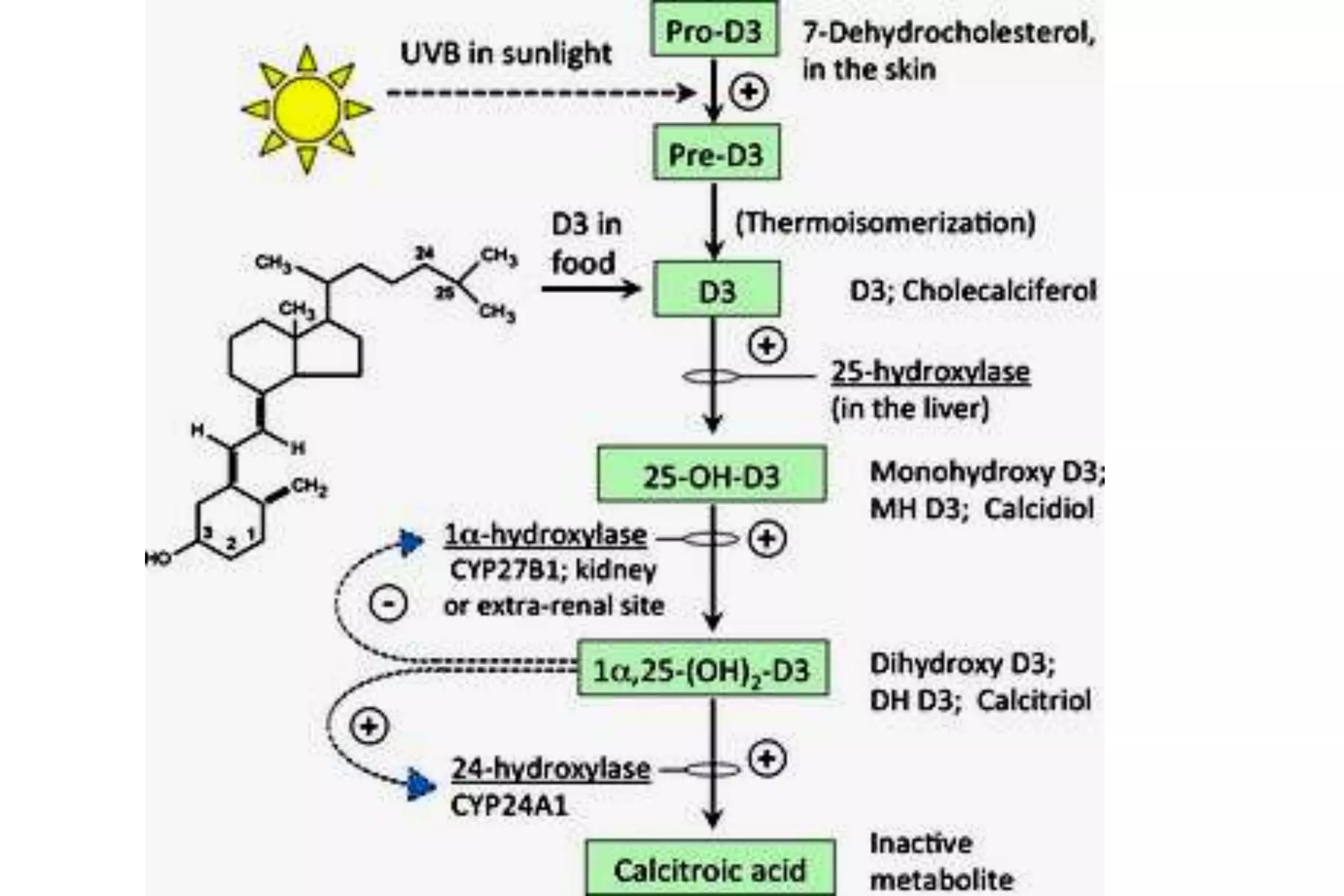 Role of PTH , Calcitonin , Calcitriol in Regulation of Plasma-Calcium ...