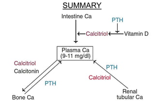 Role of PTH , Calcitonin , Calcitriol in Regulation of Plasma-Calcium ...