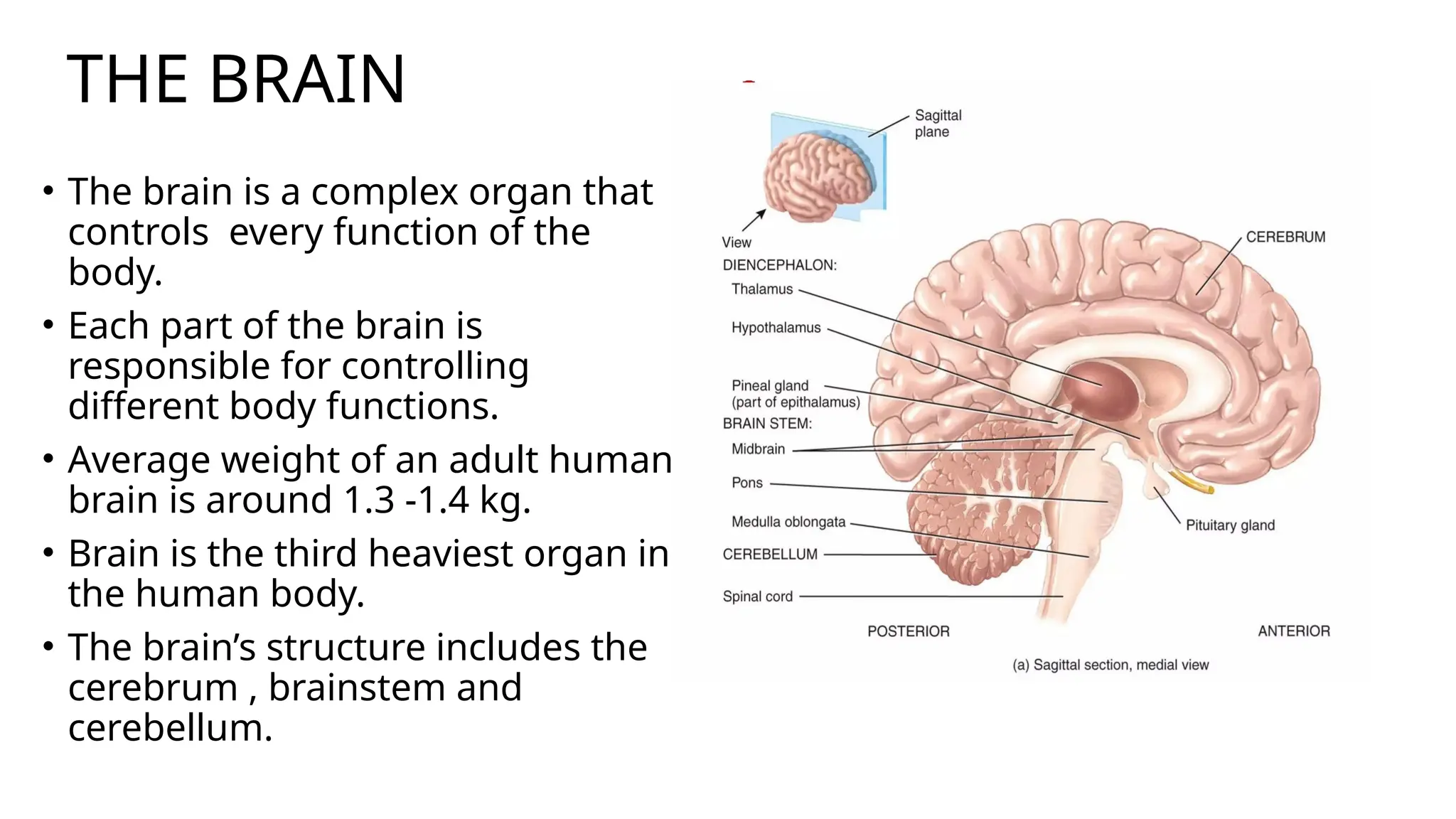 The Human brain l PPT | PPTX