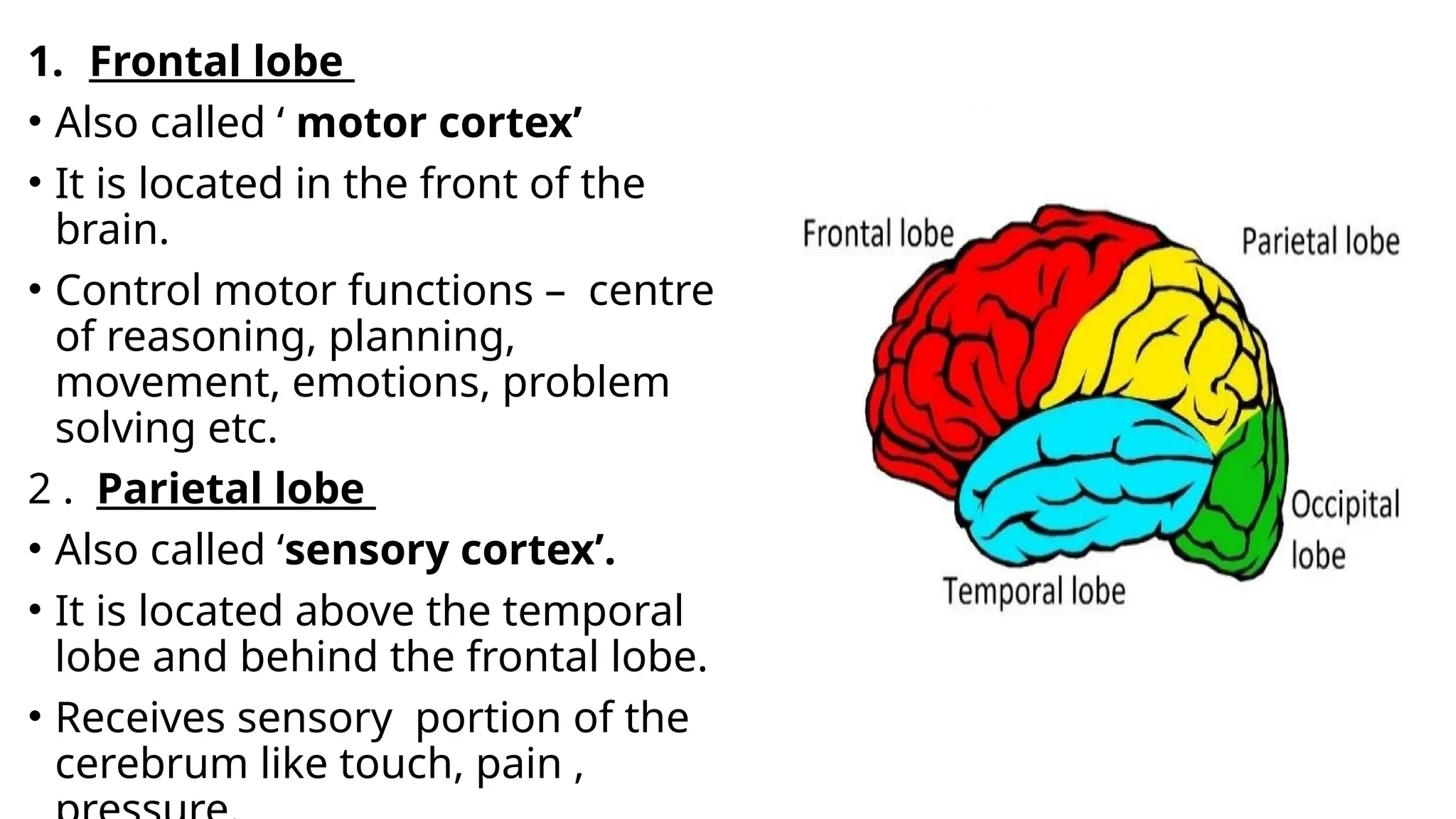 The Human brain l PPT | PPTX