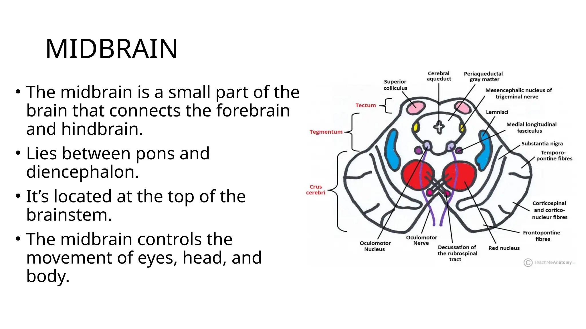 The Human brain l PPT | PPTX