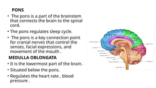 The Human brain l PPT | PPTX