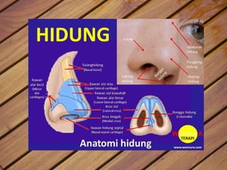 Biologi - Hidung | PPTX