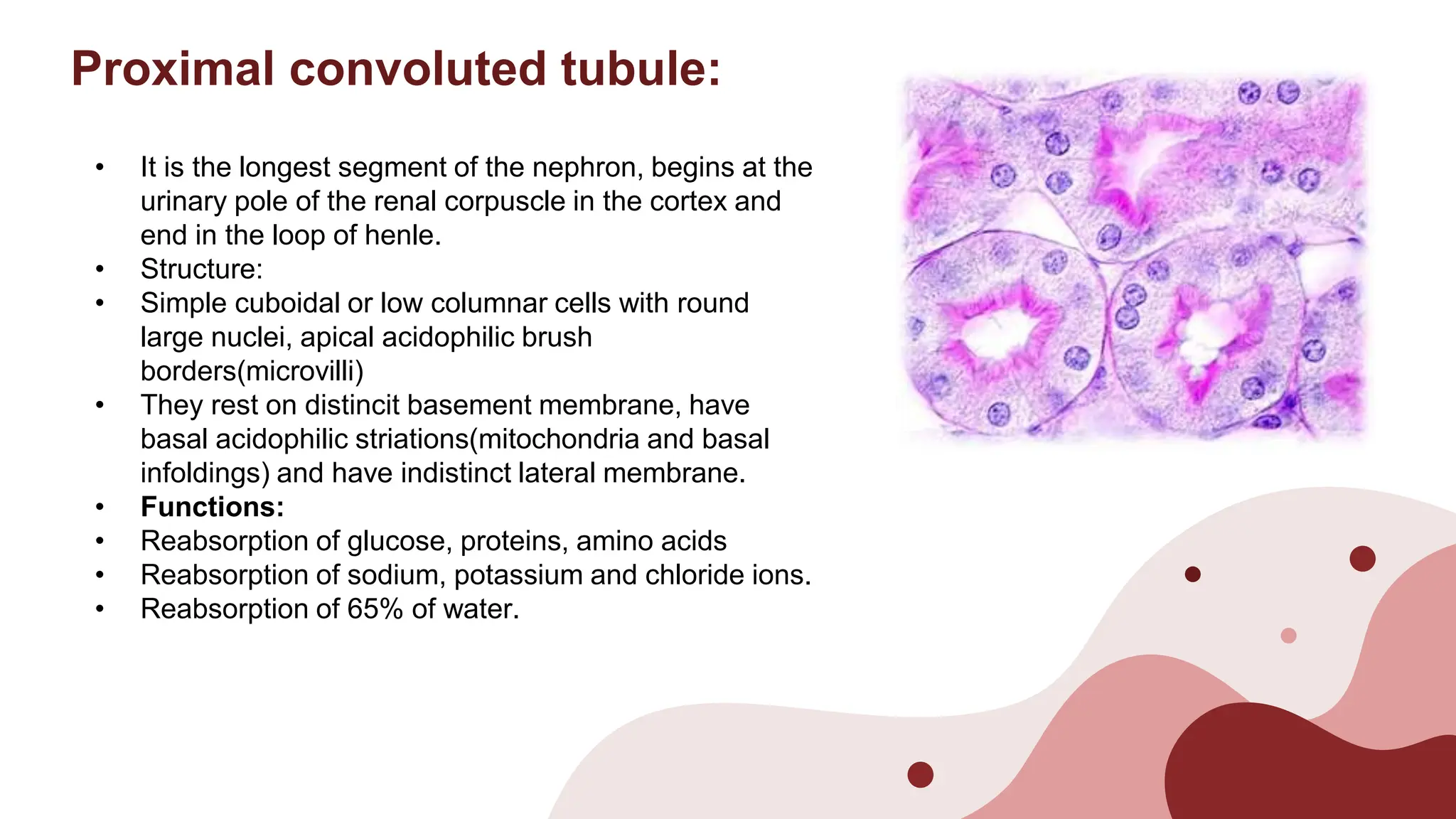 Kidney , nephron and juxtaglomerual histology pre | PPTX