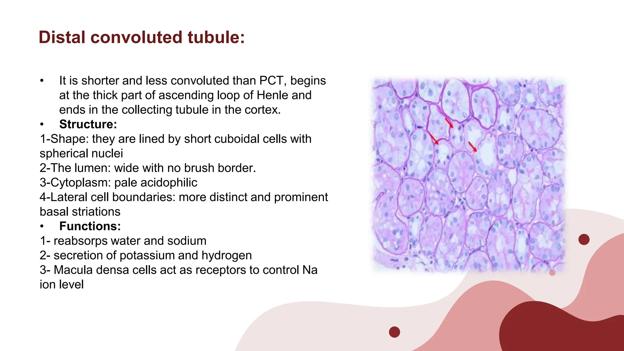 Kidney , nephron and juxtaglomerual histology pre | PPTX