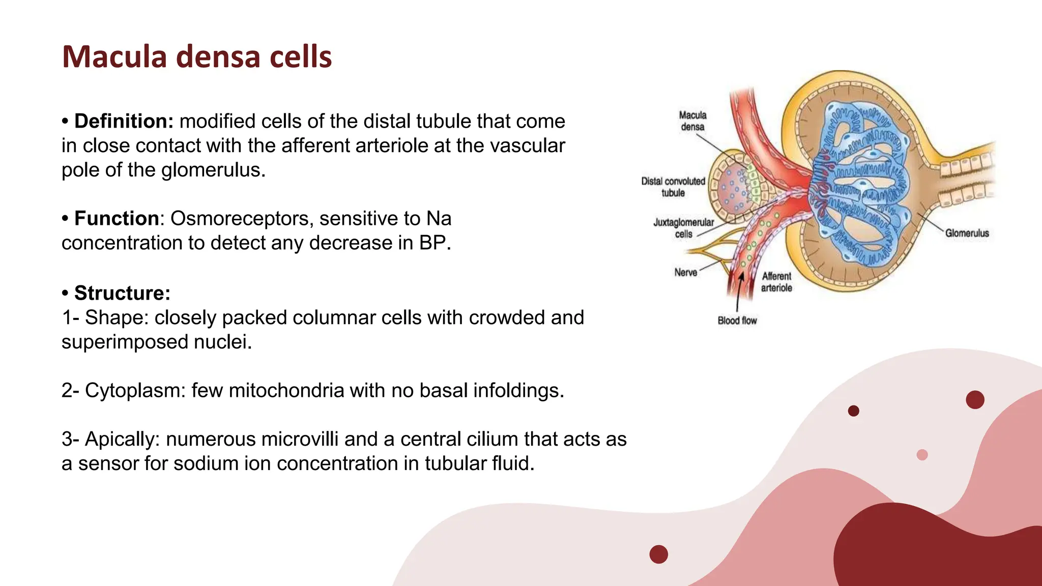Kidney , nephron and juxtaglomerual histology pre | PPTX