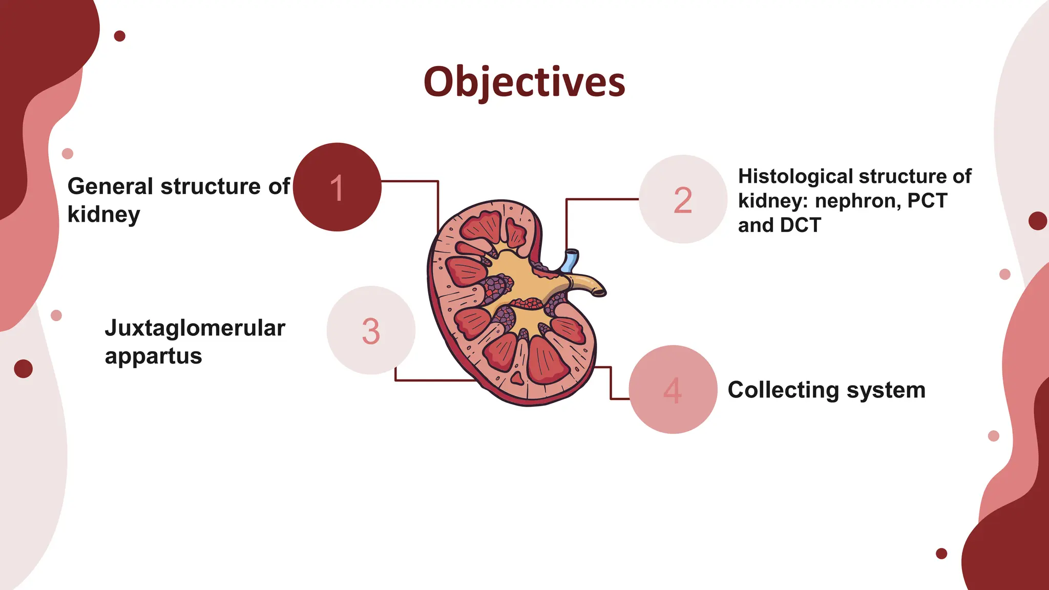 Kidney , nephron and juxtaglomerual histology pre | PPTX