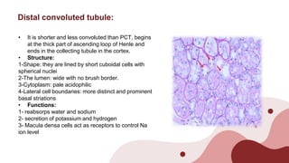 Kidney , nephron and juxtaglomerual histology pre | PPTX