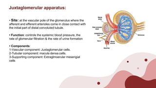 Kidney , nephron and juxtaglomerual histology pre | PPTX