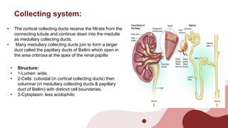 Kidney , nephron and juxtaglomerual histology pre | PPTX