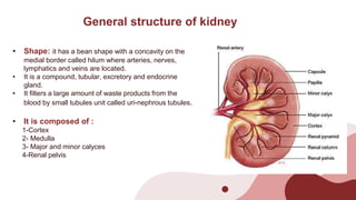 Kidney , nephron and juxtaglomerual histology pre | PPTX