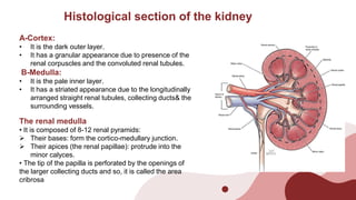 Kidney , nephron and juxtaglomerual histology pre | PPTX