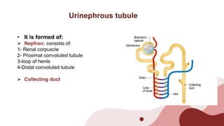 Kidney , nephron and juxtaglomerual histology pre | PPTX