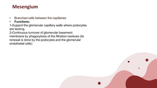 Kidney , nephron and juxtaglomerual histology pre | PPTX