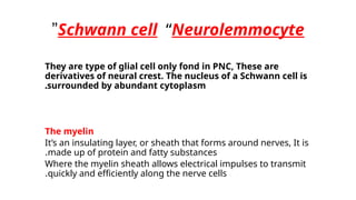 Presentation Histo Presentation about histology anatomyPresentation ...
