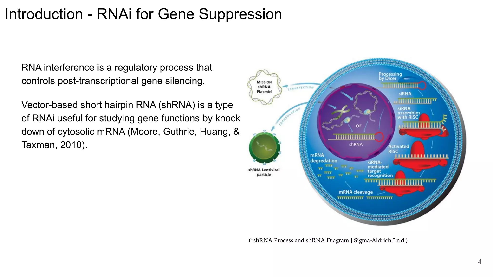 ShRNA-specific regulation of FMNL2 expression in P19 cells | PDF