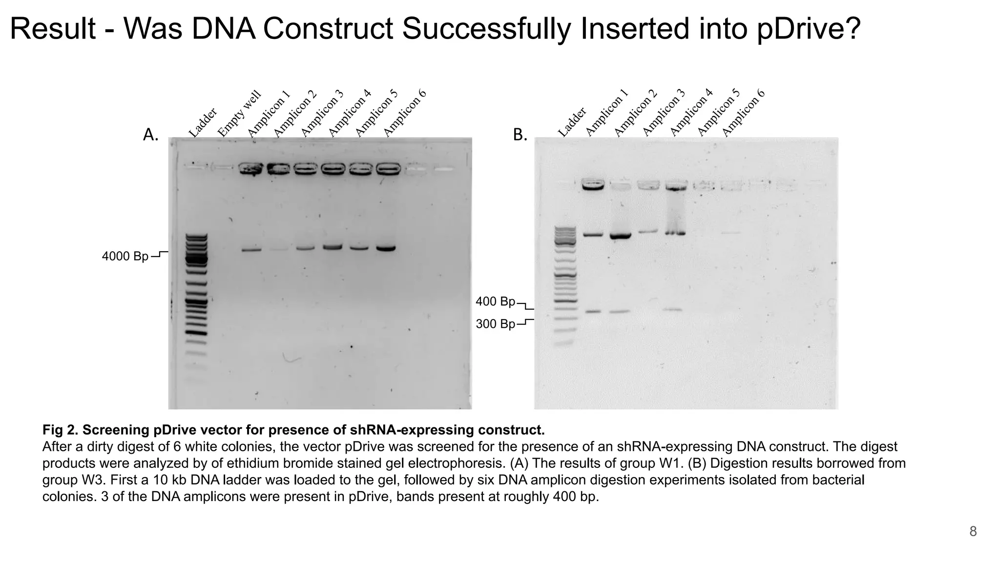 ShRNA-specific regulation of FMNL2 expression in P19 cells | PDF