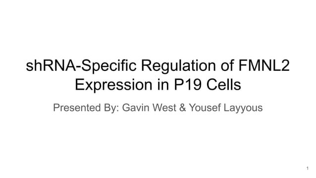 ShRNA-specific regulation of FMNL2 expression in P19 cells | PPT