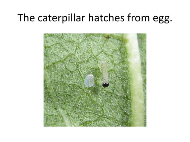 Life Cycle of a Caterpillar | PPTX