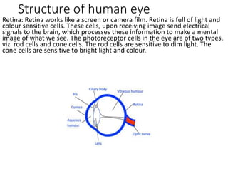 presentation_human_eye_.pptx