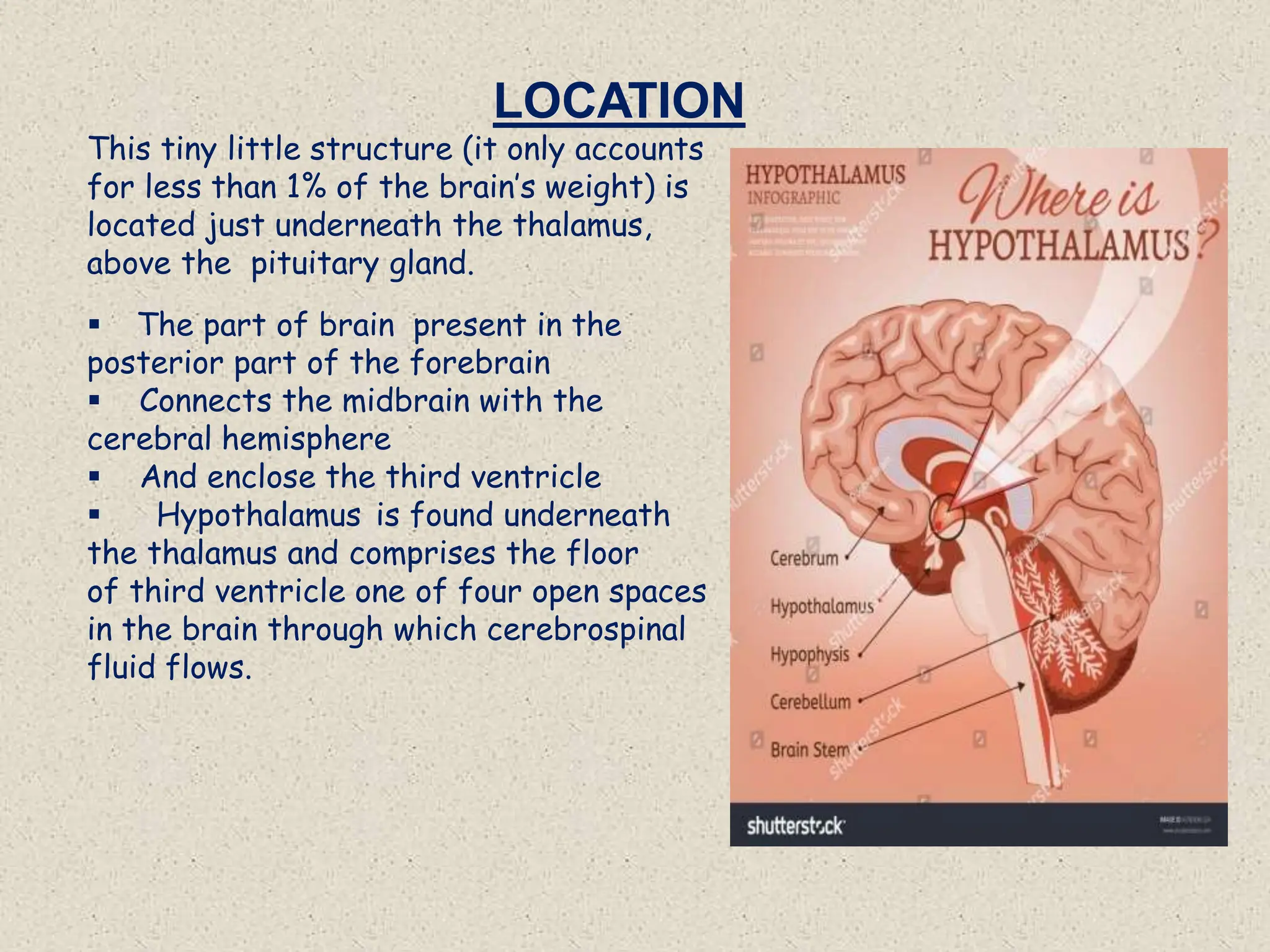 Hypothalamus slide share ppt introduction types educational ppt on hypothalamus | PDF
