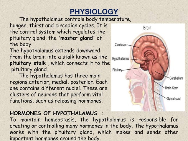 Hypothalamus slide share ppt introduction types educational ppt on ...