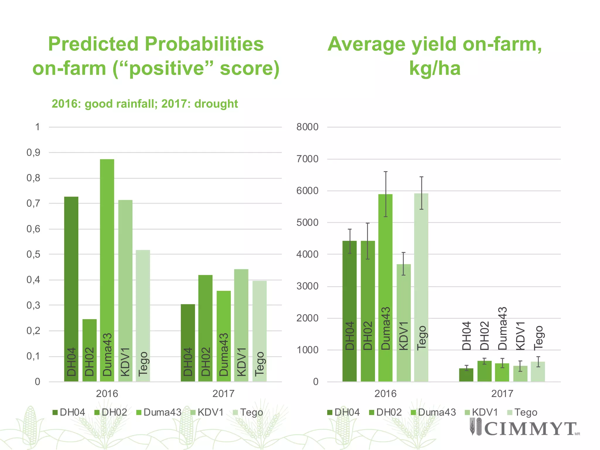 Participatory evaluation of five drought tolerant maize varieties in ...