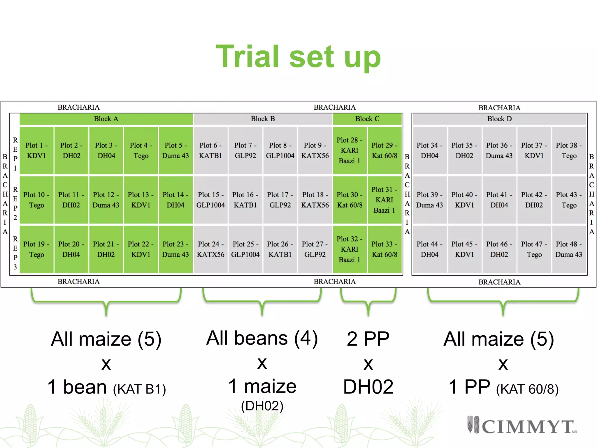 Participatory evaluation of five drought tolerant maize varieties in ...